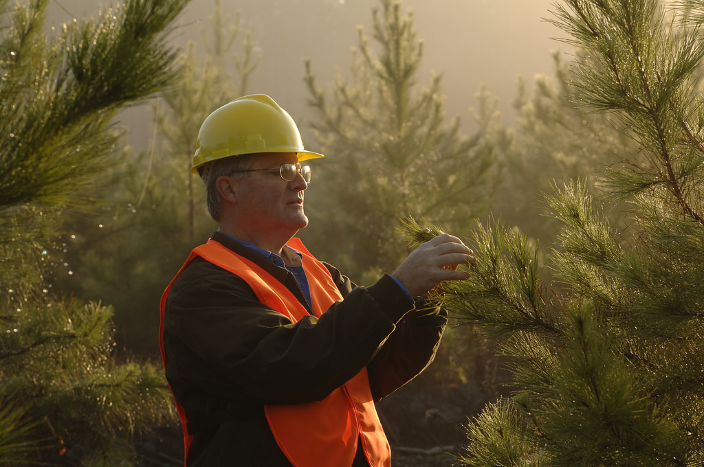 Forest America|Private Working Forests – Forest Landowners