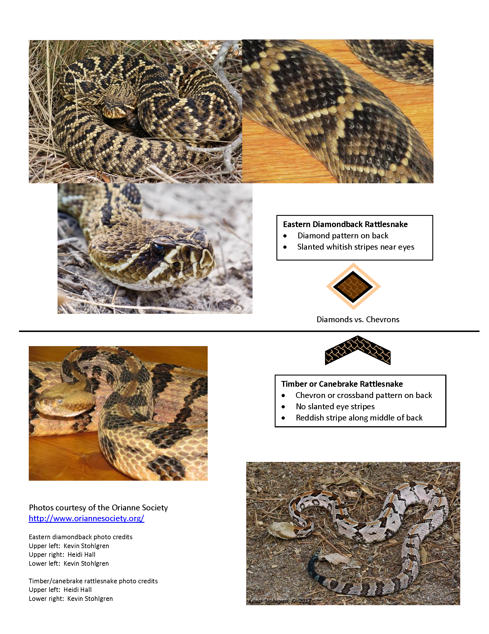 Help Keep Eastern Diamondback Rattlesnake Off the Endangered Species ...